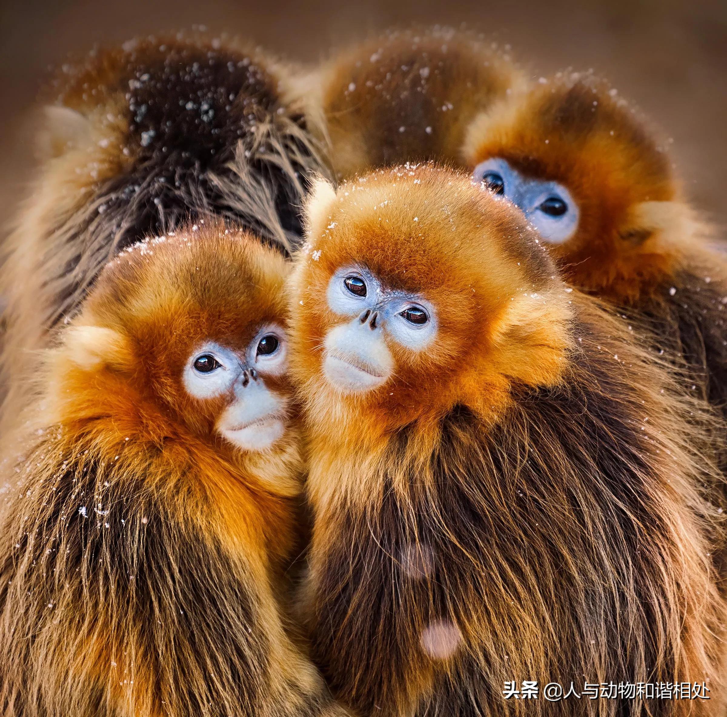 Which is the more popular golden monkey or Tibetan chief monkey? - iNEWS