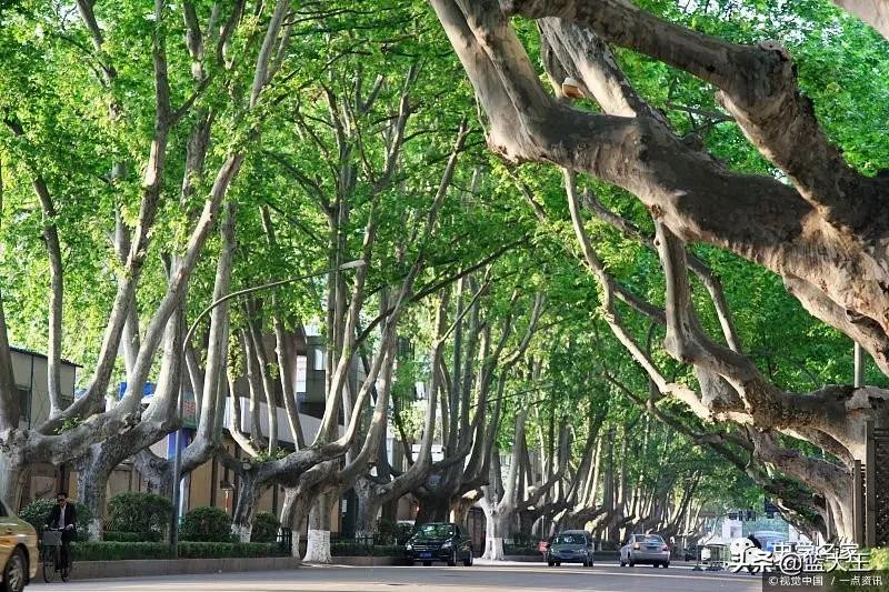 Does Chiang Kai-shek plant sycamore trees in Nanjing to please Song ...