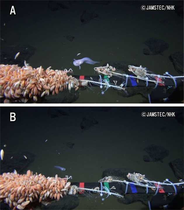 What is 10,000 meters under the sea? Scientists go deep into the ...