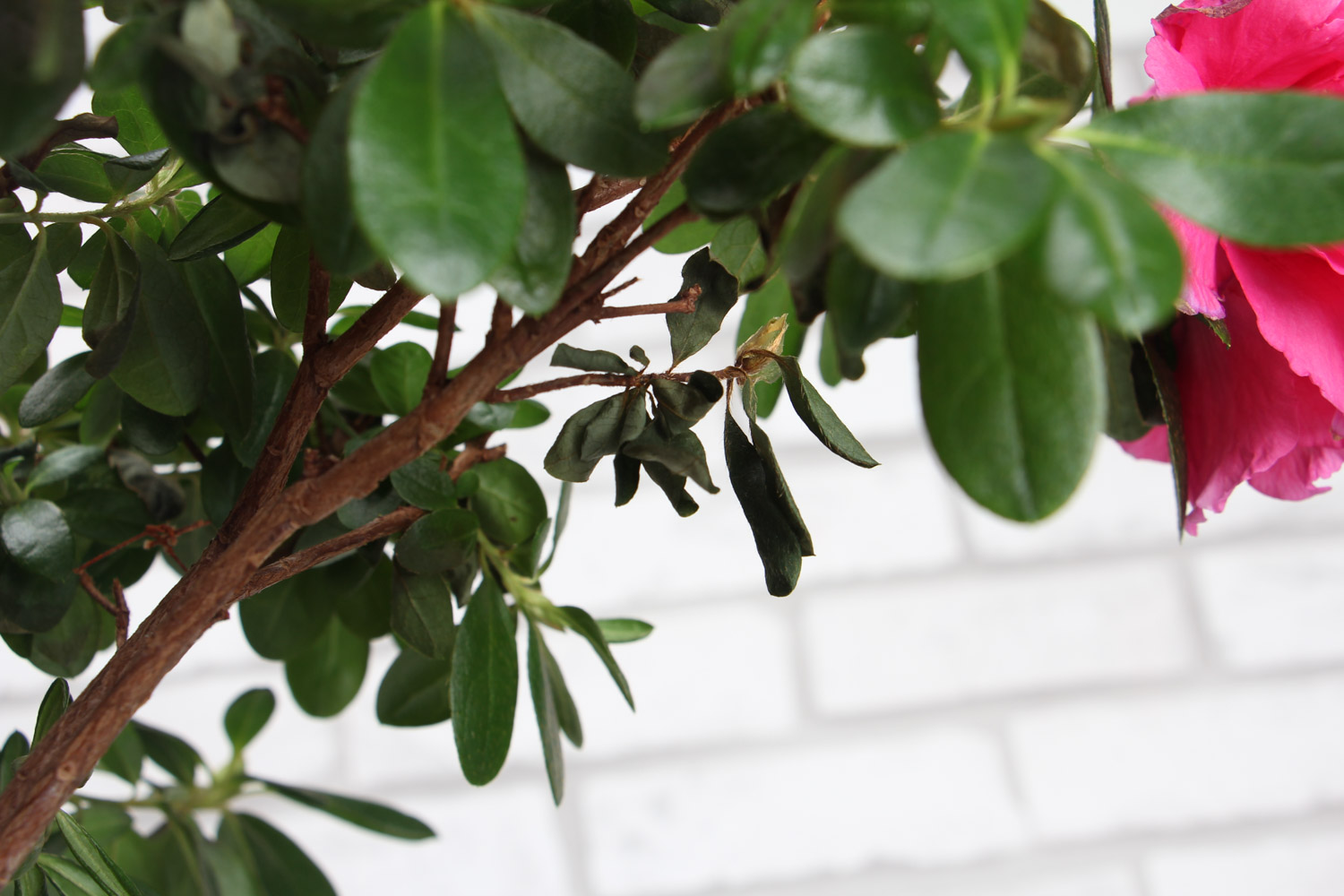 What should I do if the leaves of azaleas are "rusty"?Three steps of ...