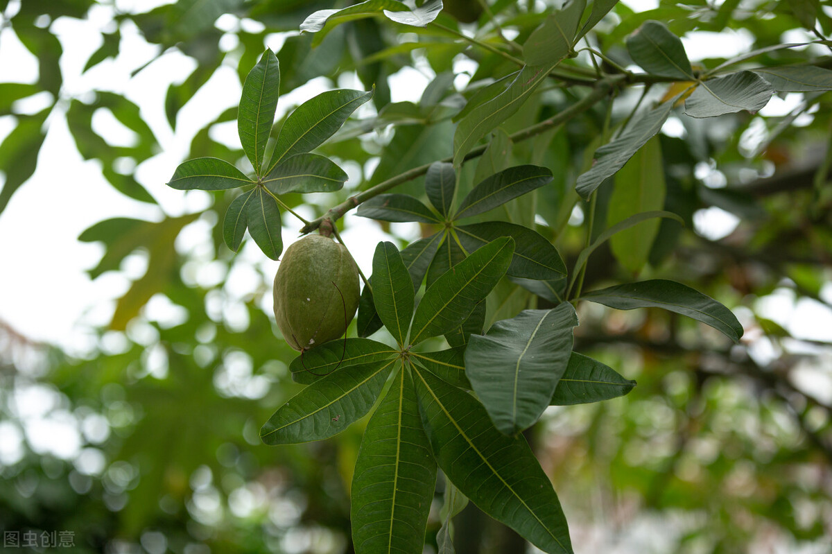 The fortune tree in her family grows 30 centimeters tall per month. It ...