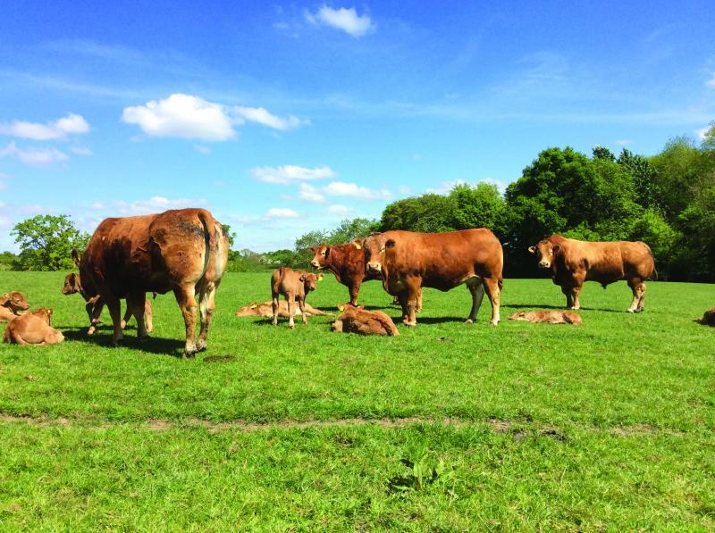 The most expensive cow in the world: a British calf named "fashion ...