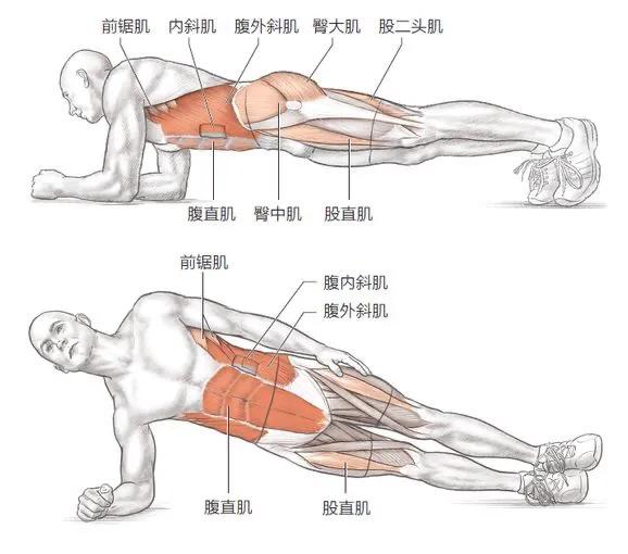 Analysis of "External Oblique Muscle" of Myogenic Low Back Pain (3) - iNEWS