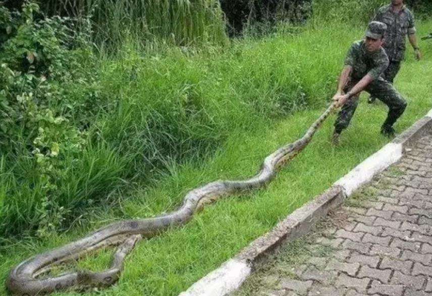 Reticulated Python: the sturdy "world's first long snake", no flesh and ...