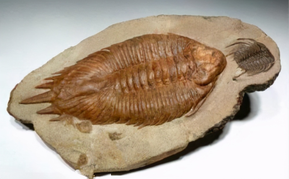 A strange fossil that has puzzled scientists for more than 60 years has ...