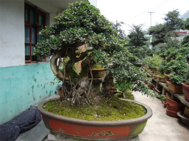 The Chinese mosquito tree, from endangered plants to precious bonsai ...