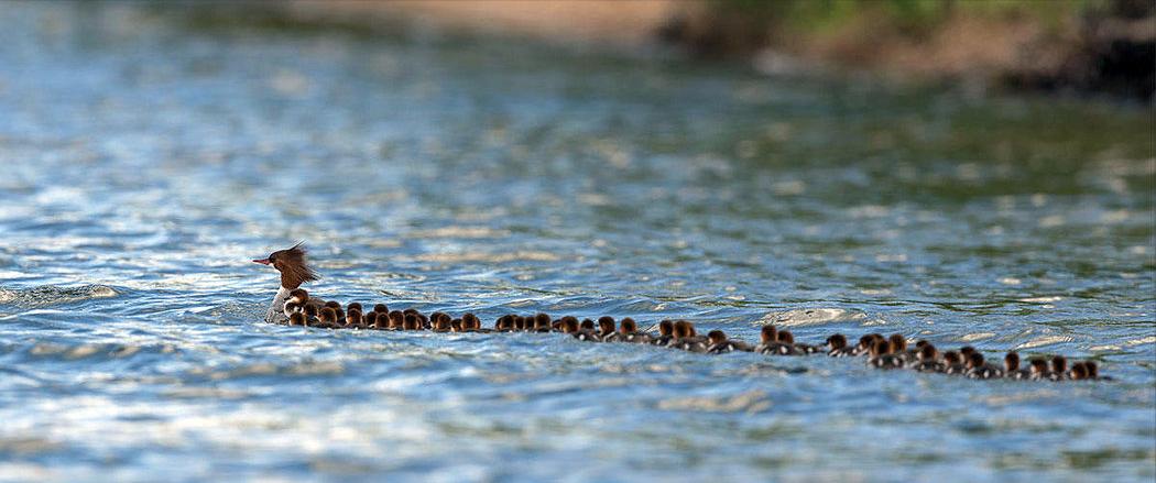 How can ducks give birth?A female duck leads 76 ducklings, the scene is ...