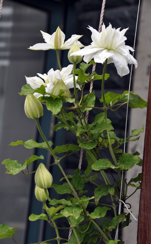 5 kinds of "dormant" flowers in autumn and winter - iNEWS