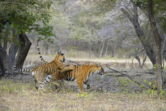 The son of the legendary tiger king: The Sudanese tiger drove high and ...