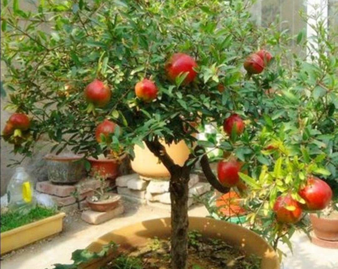 How to maintain pomegranate bonsai after autumn? - iNEWS