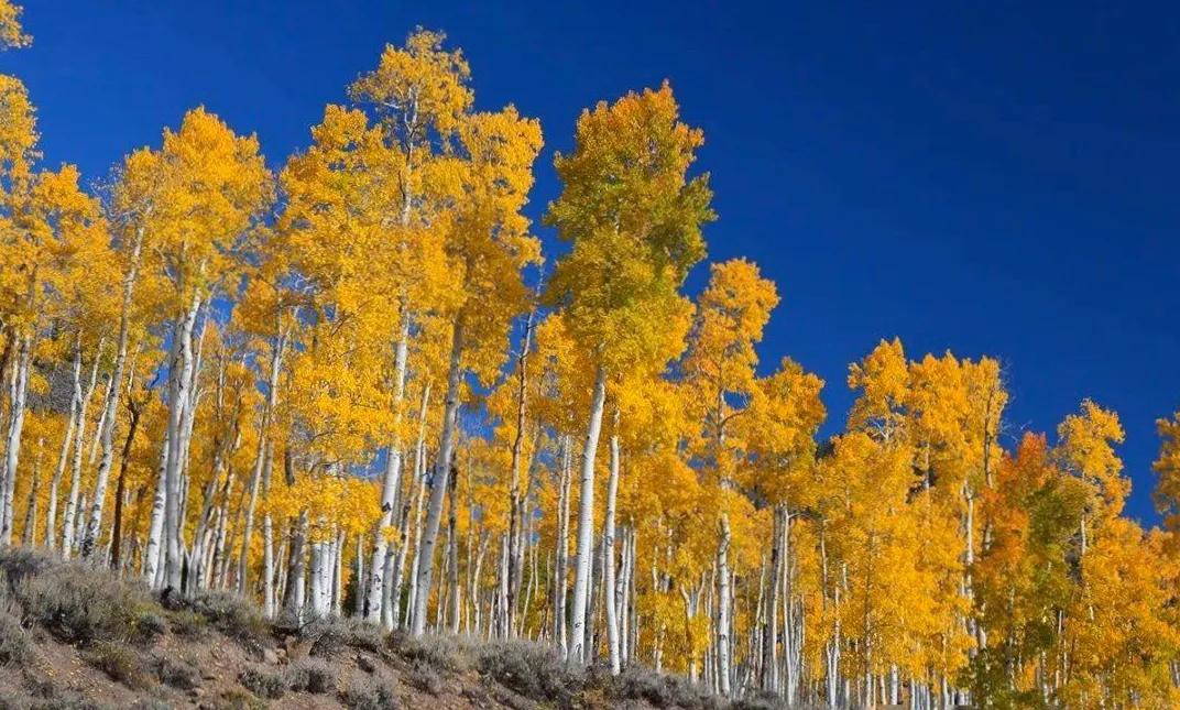 After living for 80,000 years, the largest life form on earth is dying ...