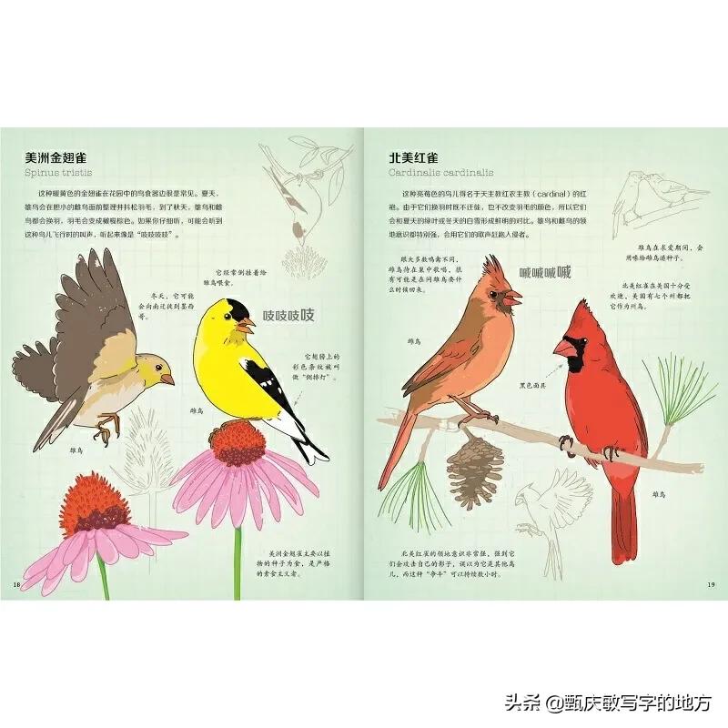 A book teaches you about 75 species of birds on the seven continents of ...