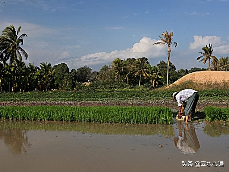 Two poems about planting rice seedlings, talented in the Song Dynasty ...