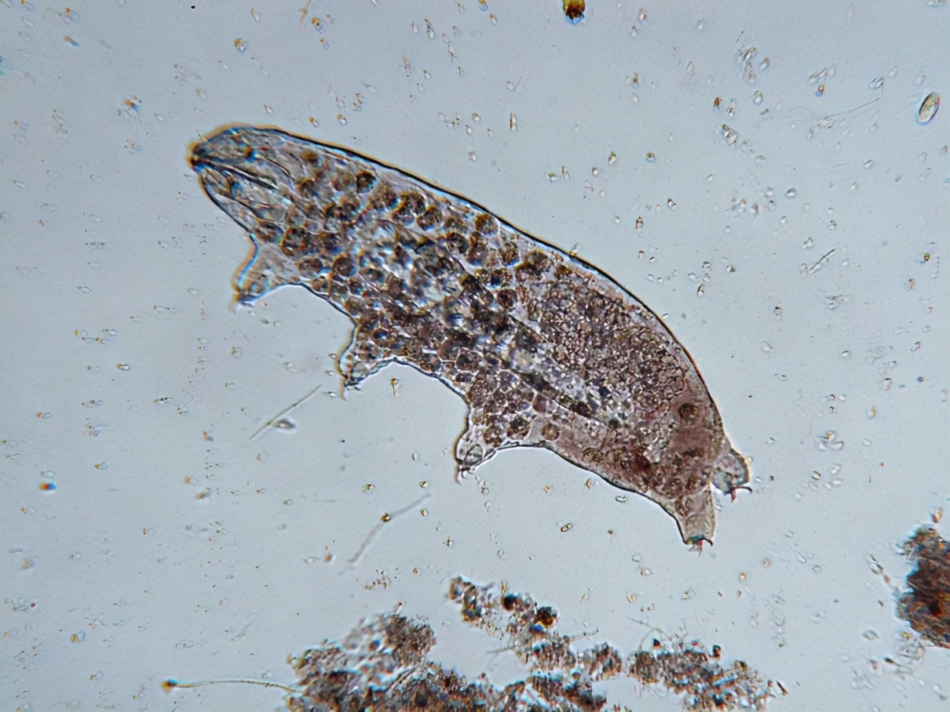 The strongest defense master on the surface-water bear, resistant to ...