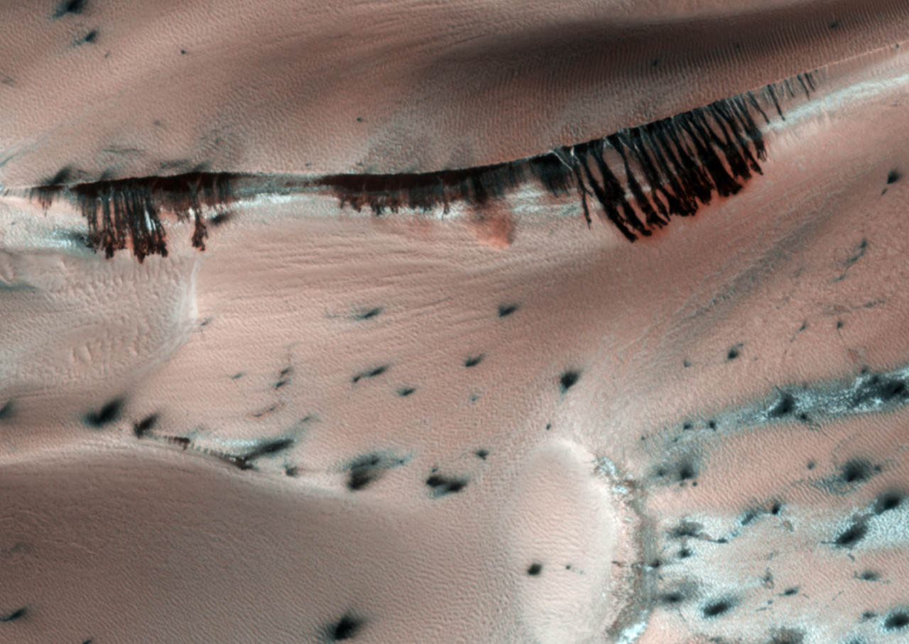 U.S. probes photographed Mars with big trees and forests?The photos are ...