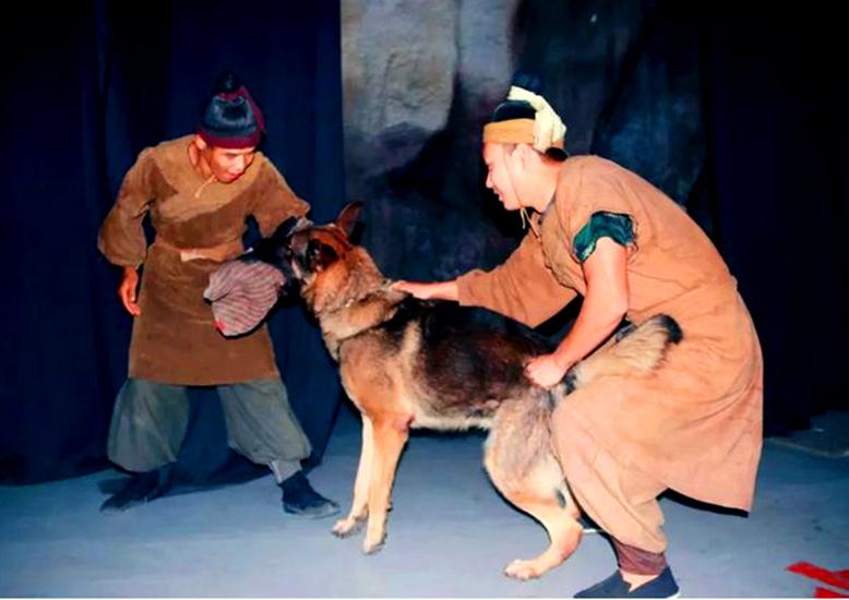 30 Siberian wolves starred in the legend of Camel Bell, do you dare to ...