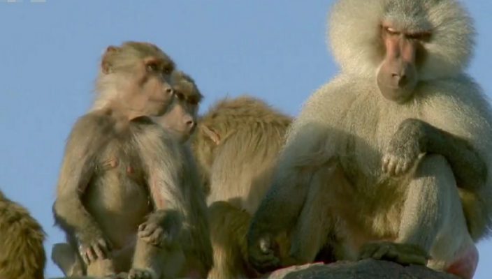 African wild dog and baboon showdown: in 3 years, wild dog killed more ...