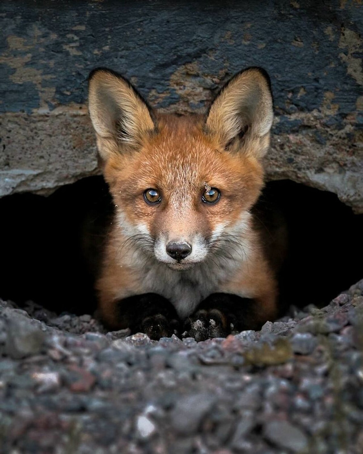 Finnish photographers photographed primitive moments of animals - iNEWS