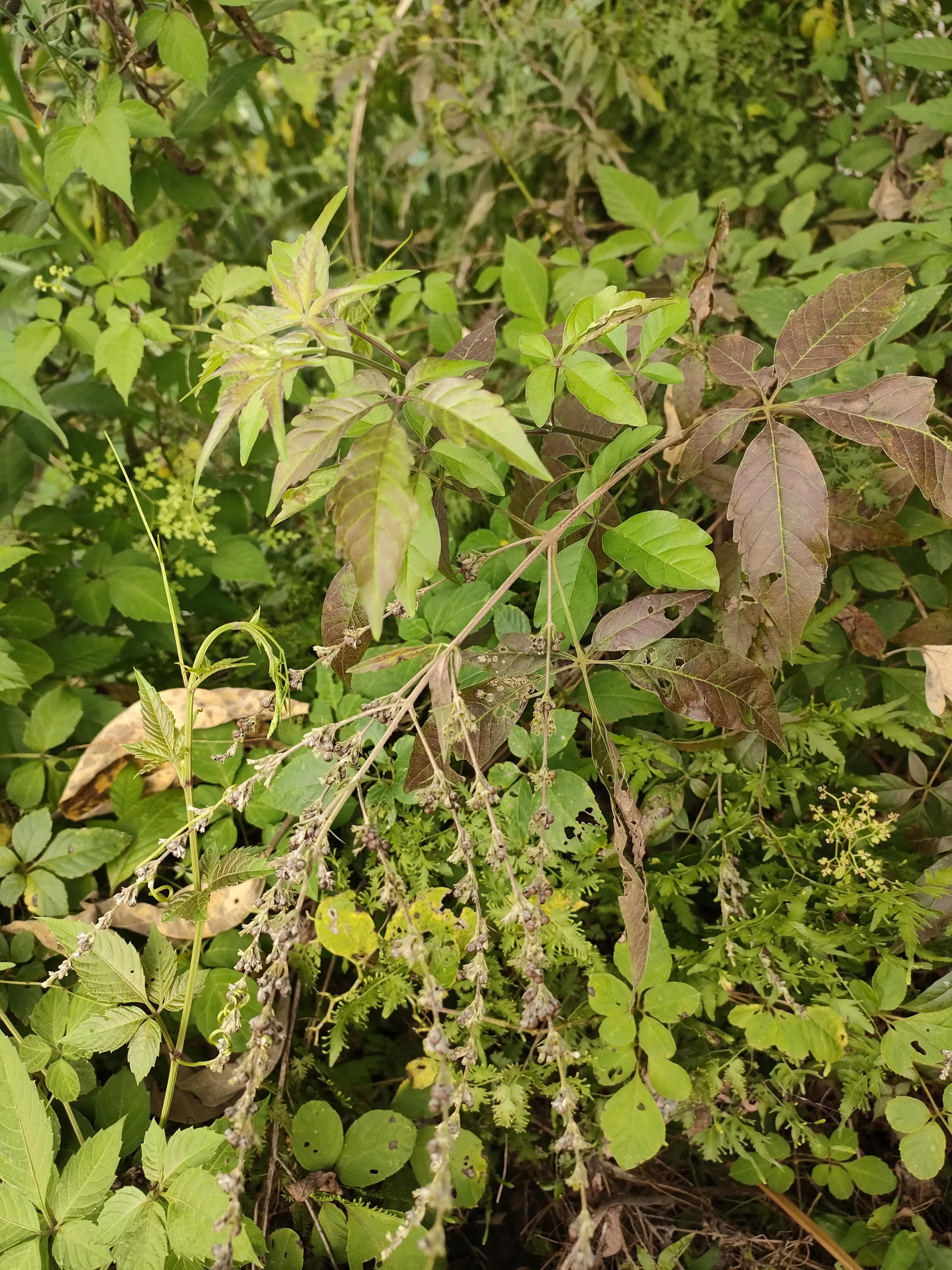 The miscellaneous trees can be seen everywhere on the roadside, but ...