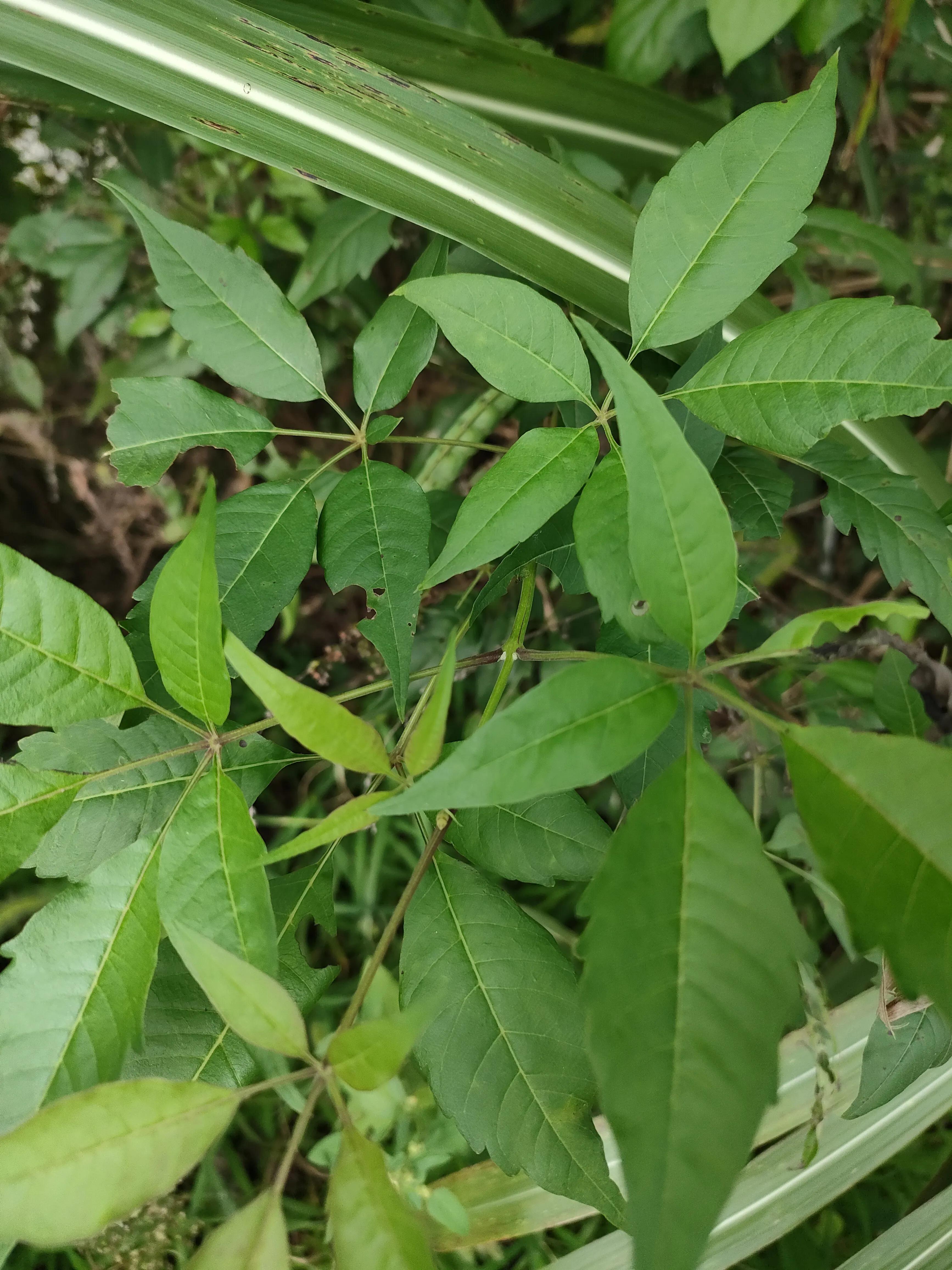 The miscellaneous trees can be seen everywhere on the roadside, but ...
