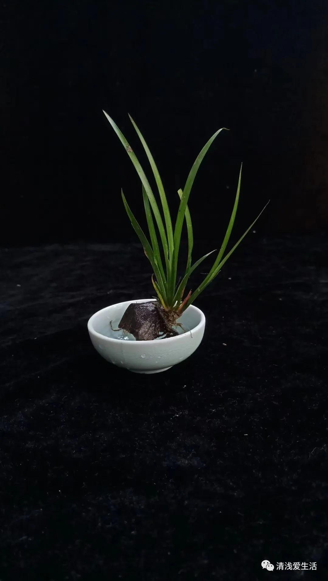 The experience of raising calamus - iNEWS