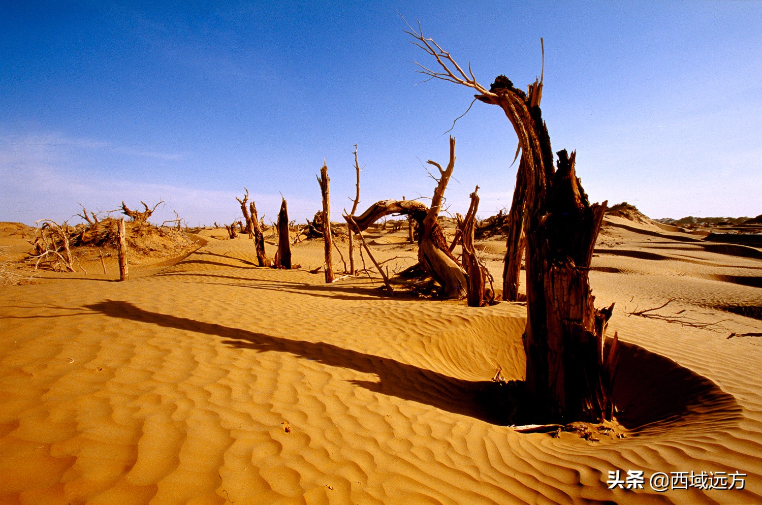 Stunning Niya Site - iNEWS