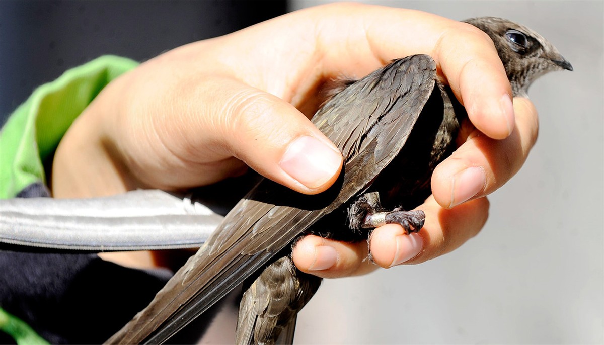 Fly the farthest to South Africa, how does the Chinese swallow fly to ...