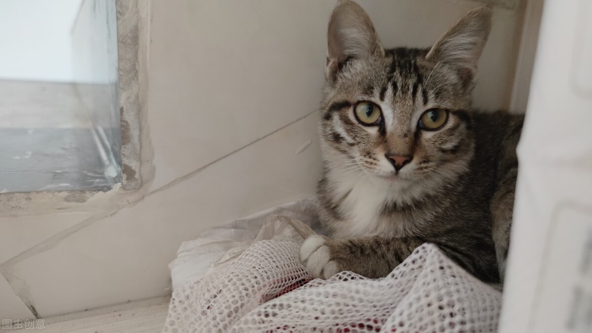 Owning pets is also divided into foreigners and foreigners?Why do ...