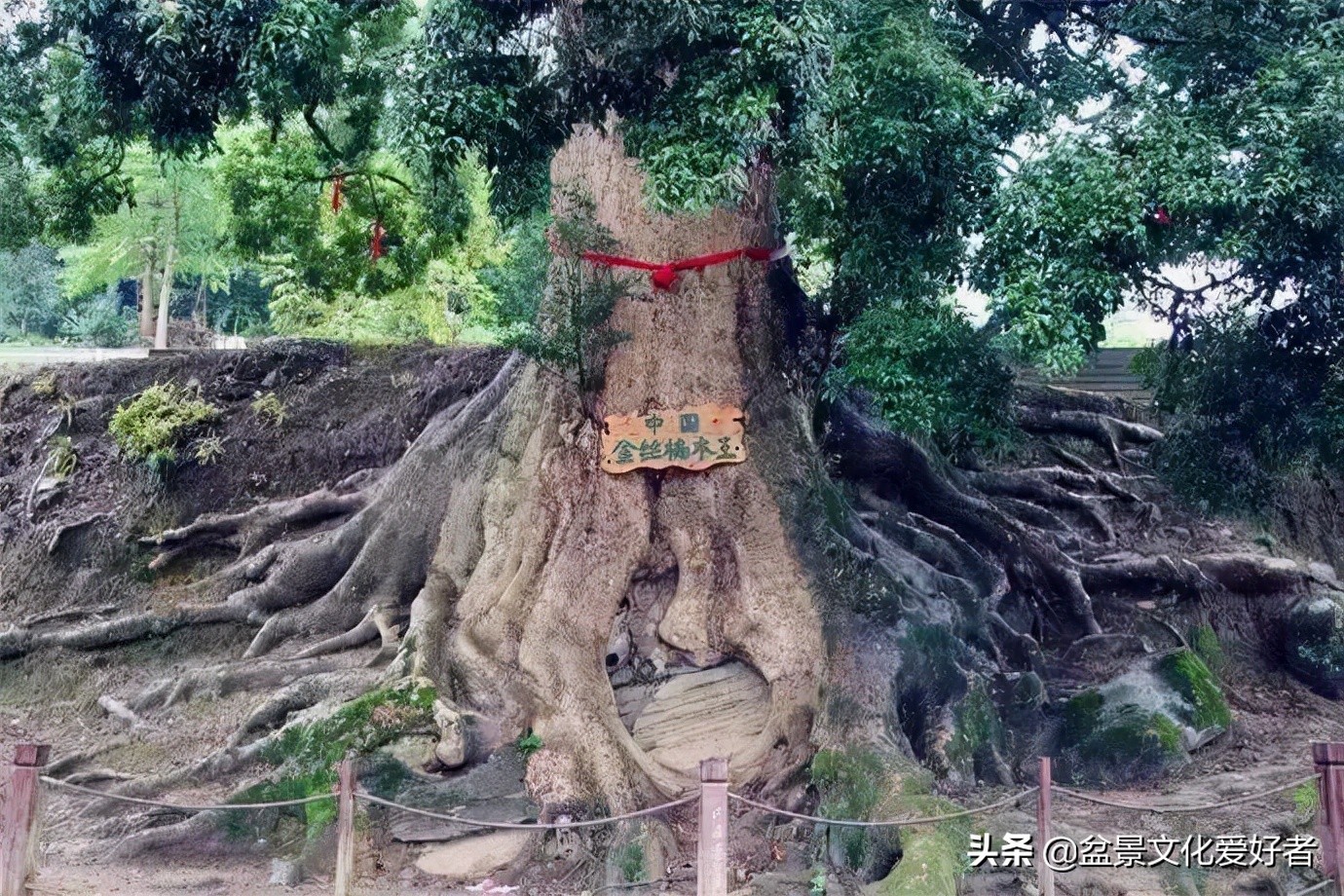 The three most expensive trees in China, one with guards, one with 100 ...