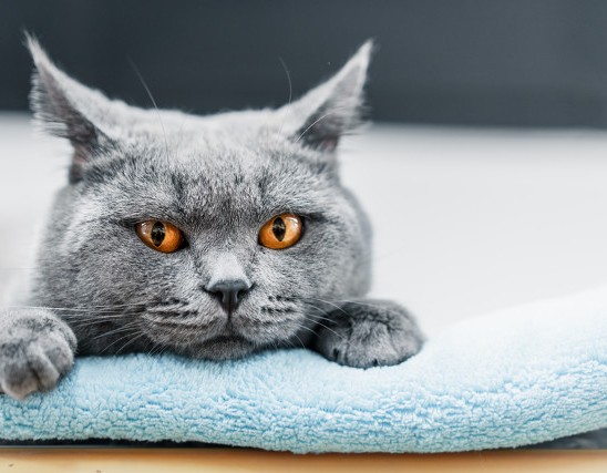 British short cats--the secrets you don't know - iNEWS