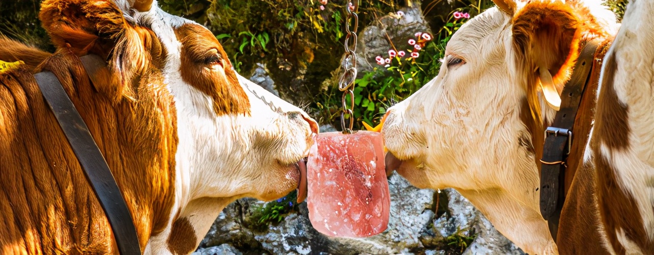 Do animals need extra salt? The body size is not much, why do people ...