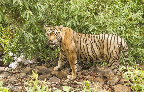 The son of the legendary tiger king: The Sudanese tiger drove high and ...