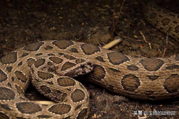 Is the Asian Viper inferior to Africa?See how terrifying the Indian ...