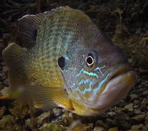 American sunfish invaded Japan, spawning more than 60,000 eggs ...