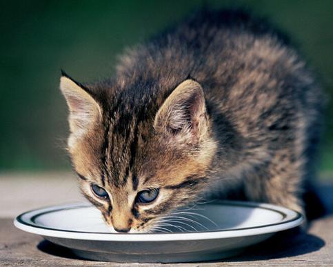 Why are cats picky eaters?Kabi cat food has a high proportion of fresh ...