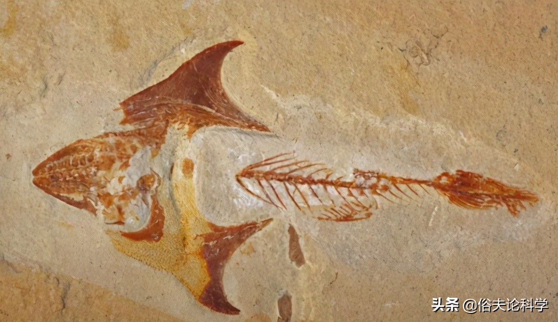 "Sky-defying" creatures on earth!38 desert fishes appeared in the North ...