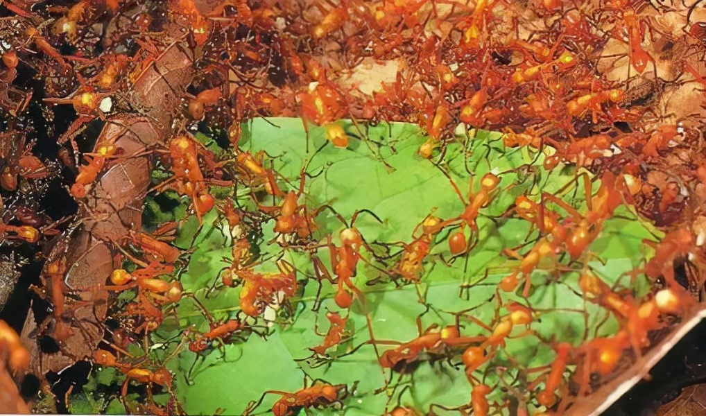 Is it true or legend, man-eating ants look scared - iNEWS