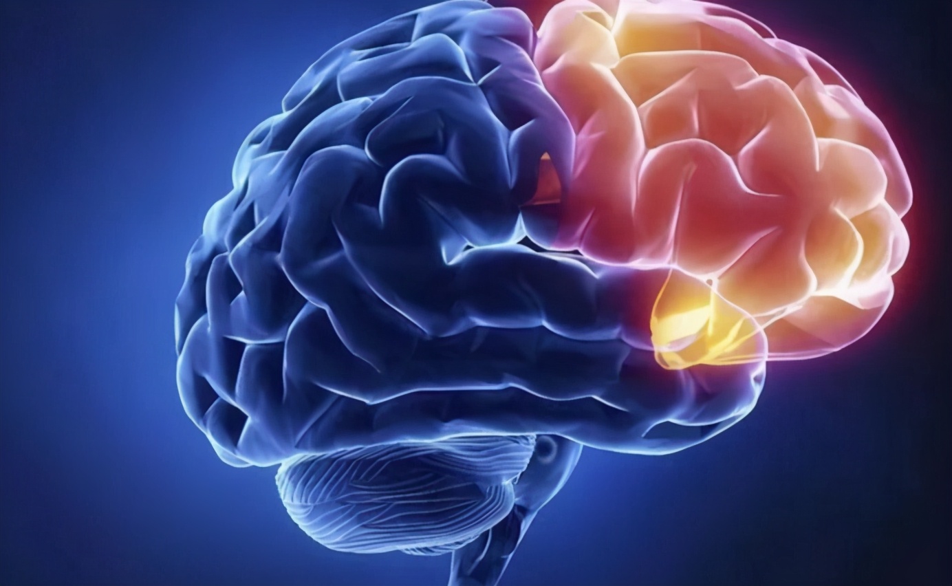 One step closer to "cloning"?German scientists cultivated mini brains ...