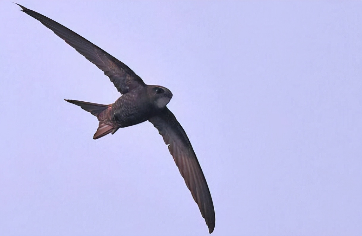 The legendary "footless birds" have a speed of 110 kilometers per hour ...