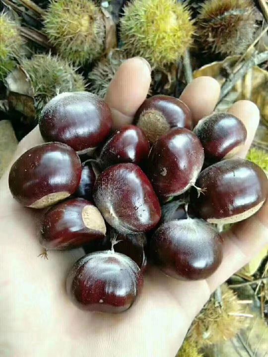Preserving chestnuts, some people will freeze them directly, and some ...
