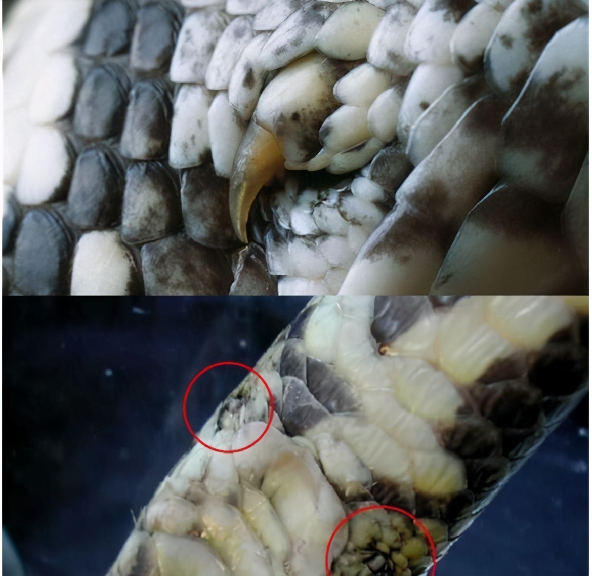 Snake's feet were discovered in an old house in Sichuan, experts ...