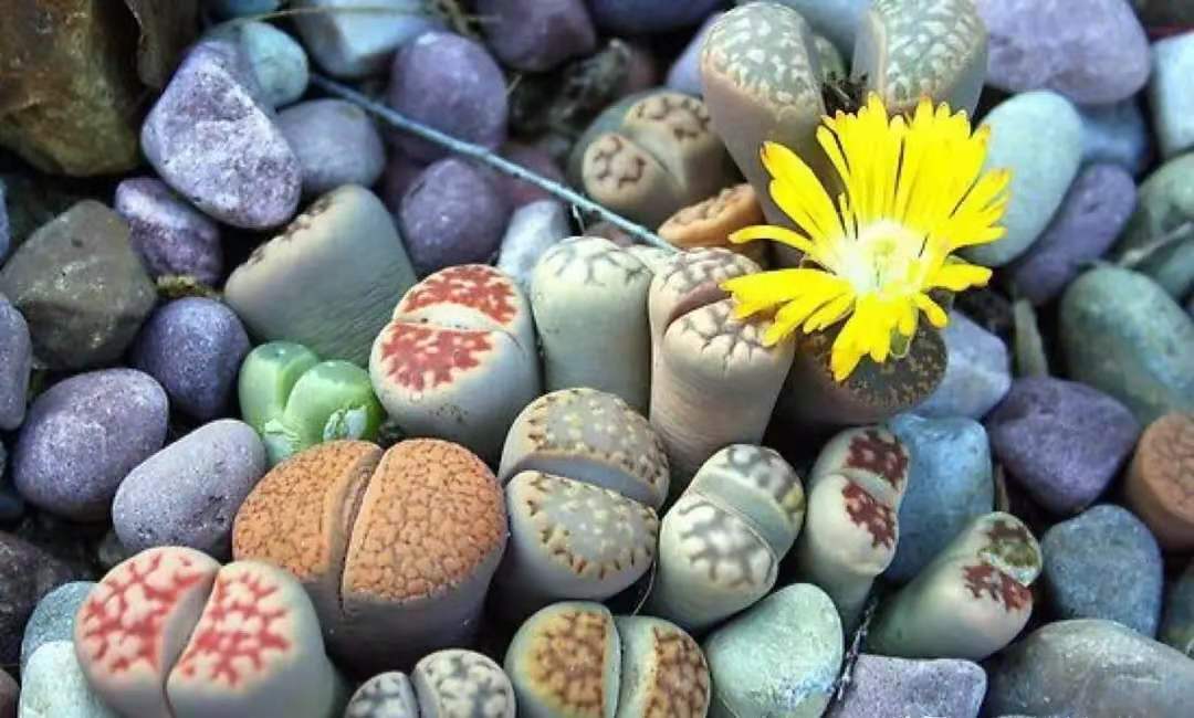 Record the pits I have stepped on for the Lithops, and summarize these ...