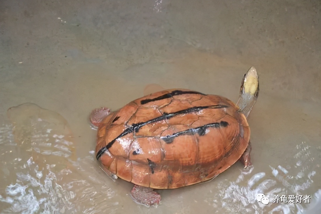 In the past, chicken babies are now chicken tortoises. The more ...