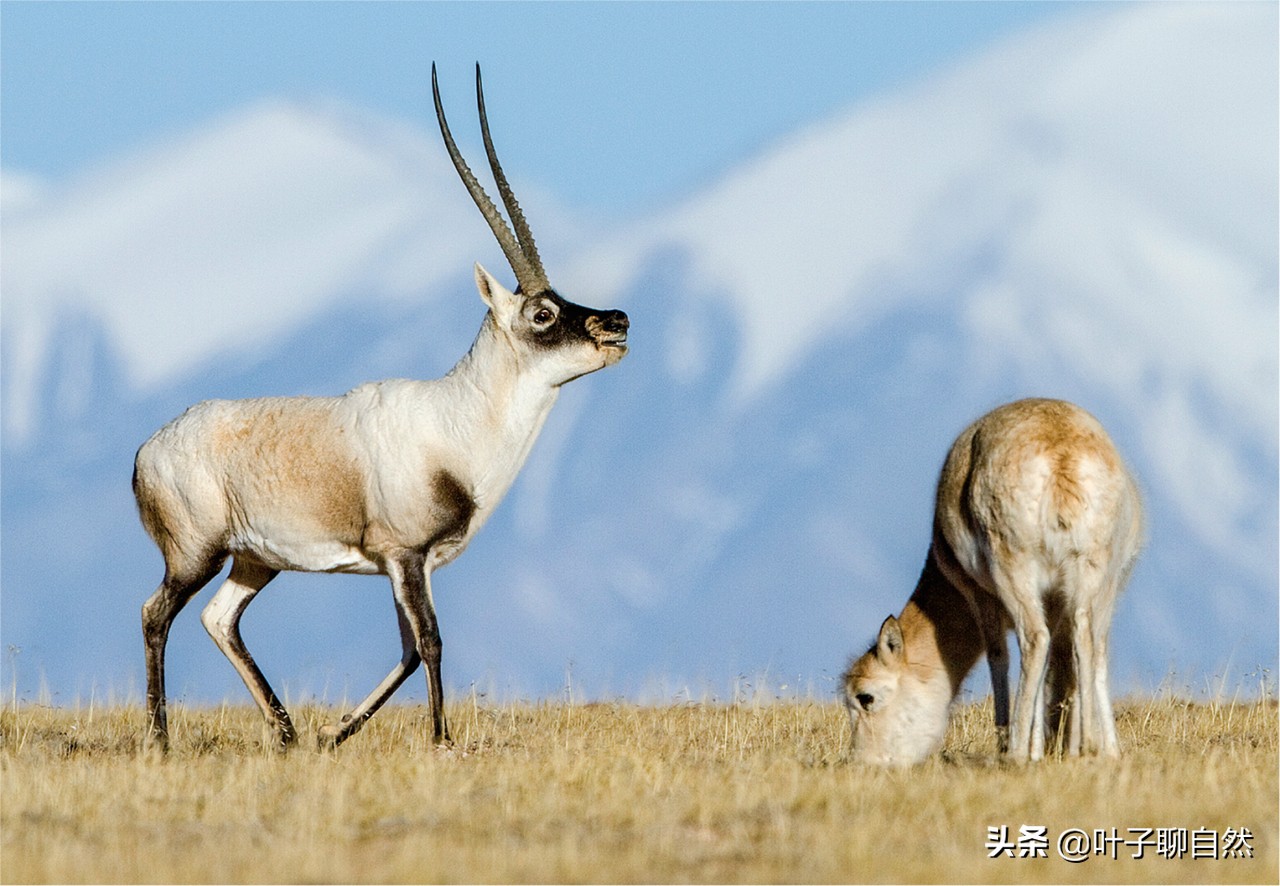 A courtship game of Tibetan antelopes, Tibetan antelopes fight to the ...