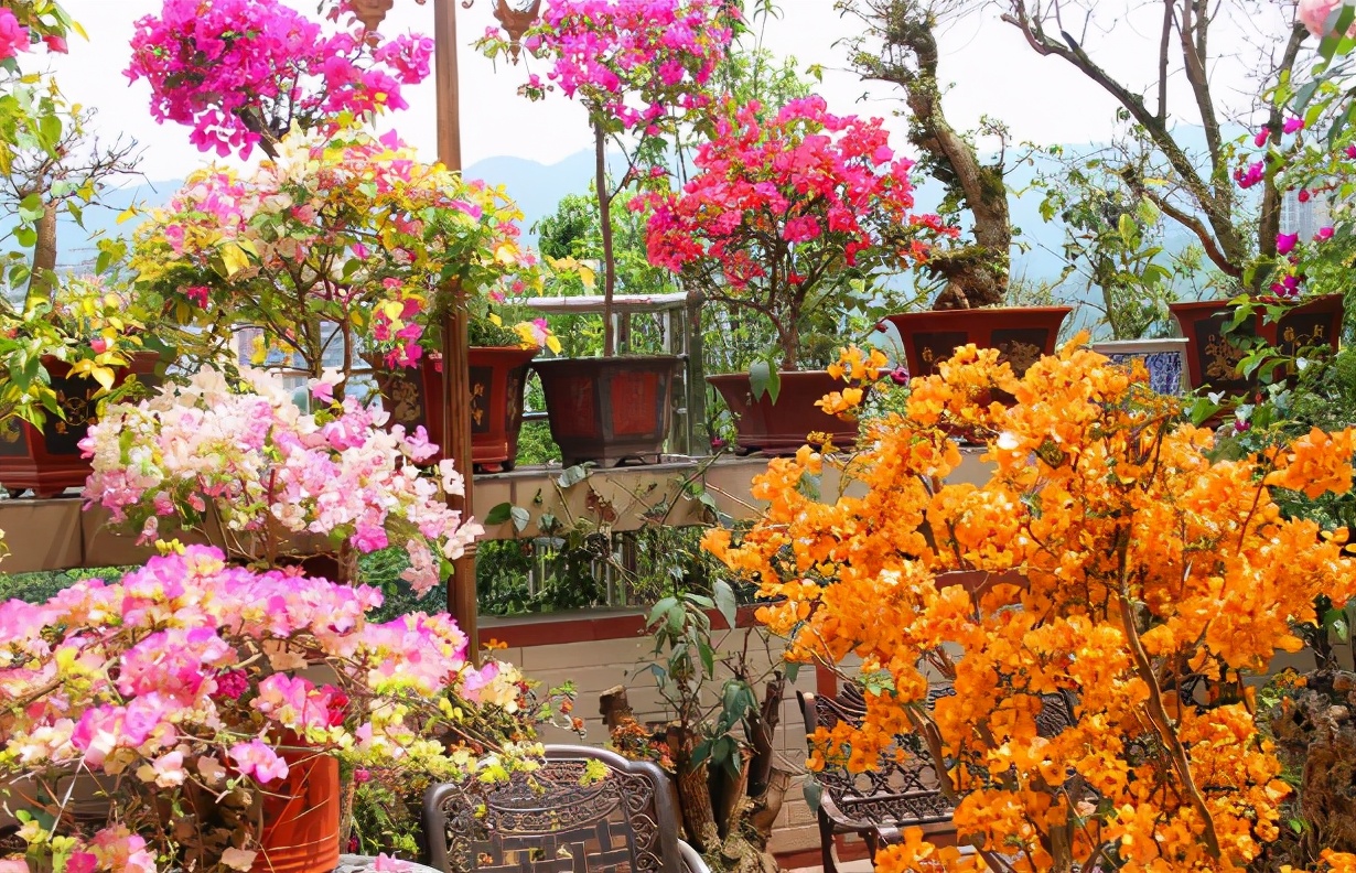 How to grow flowers in a small courtyard?Raising these "three kinds ...