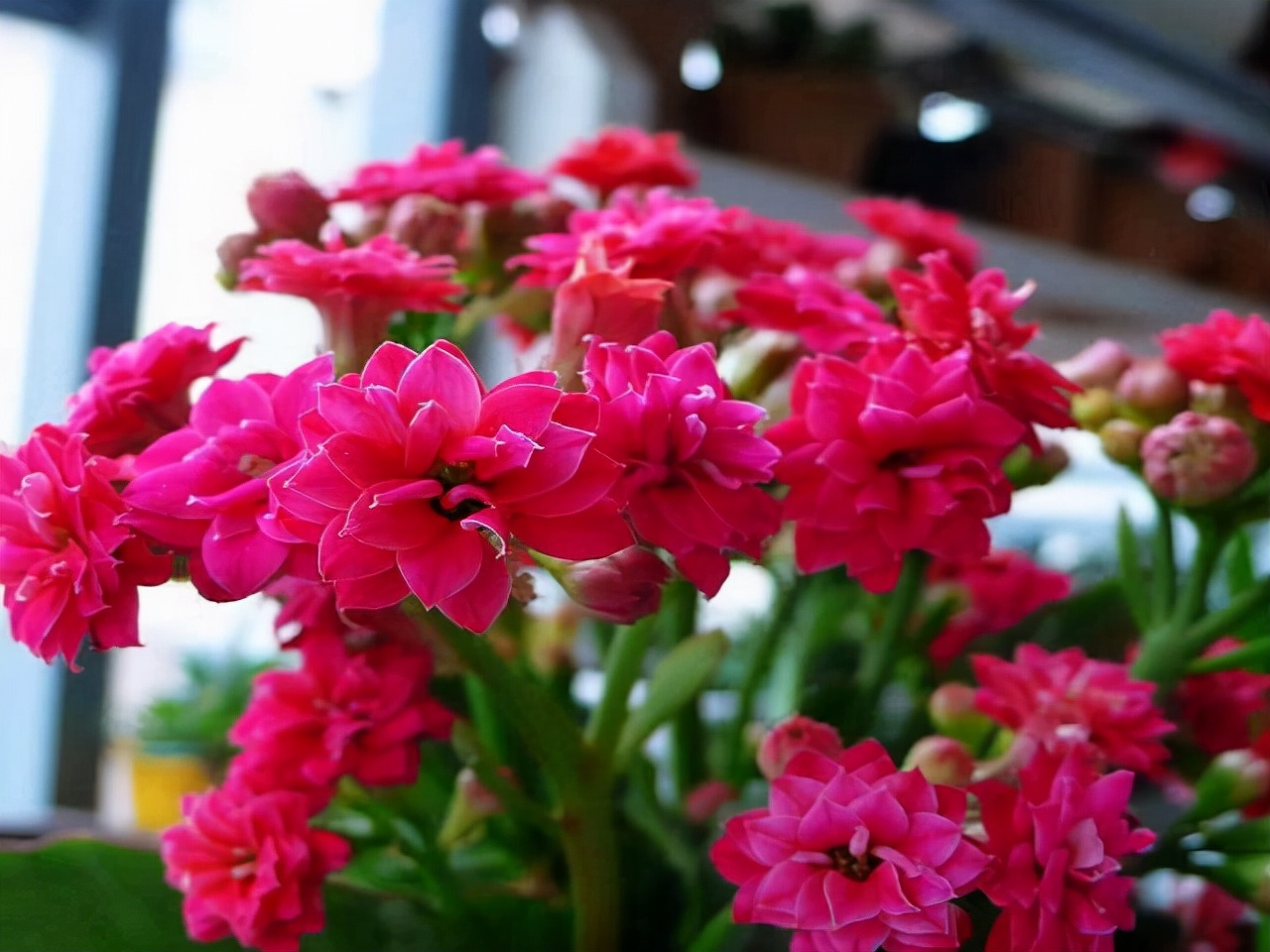 Maintain the longevity flowers you just bought in October. Five aspects ...