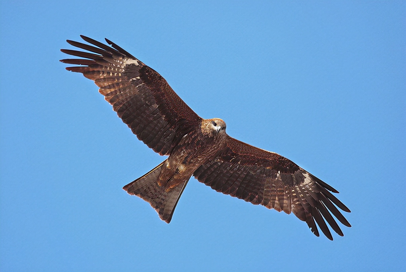 The 10 most ferocious big birds in the world, the first with a wingspan ...