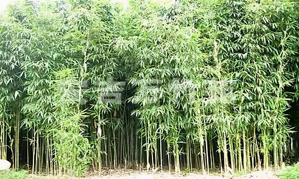 26 kinds of bamboo species in common use, make your garden taste a ...
