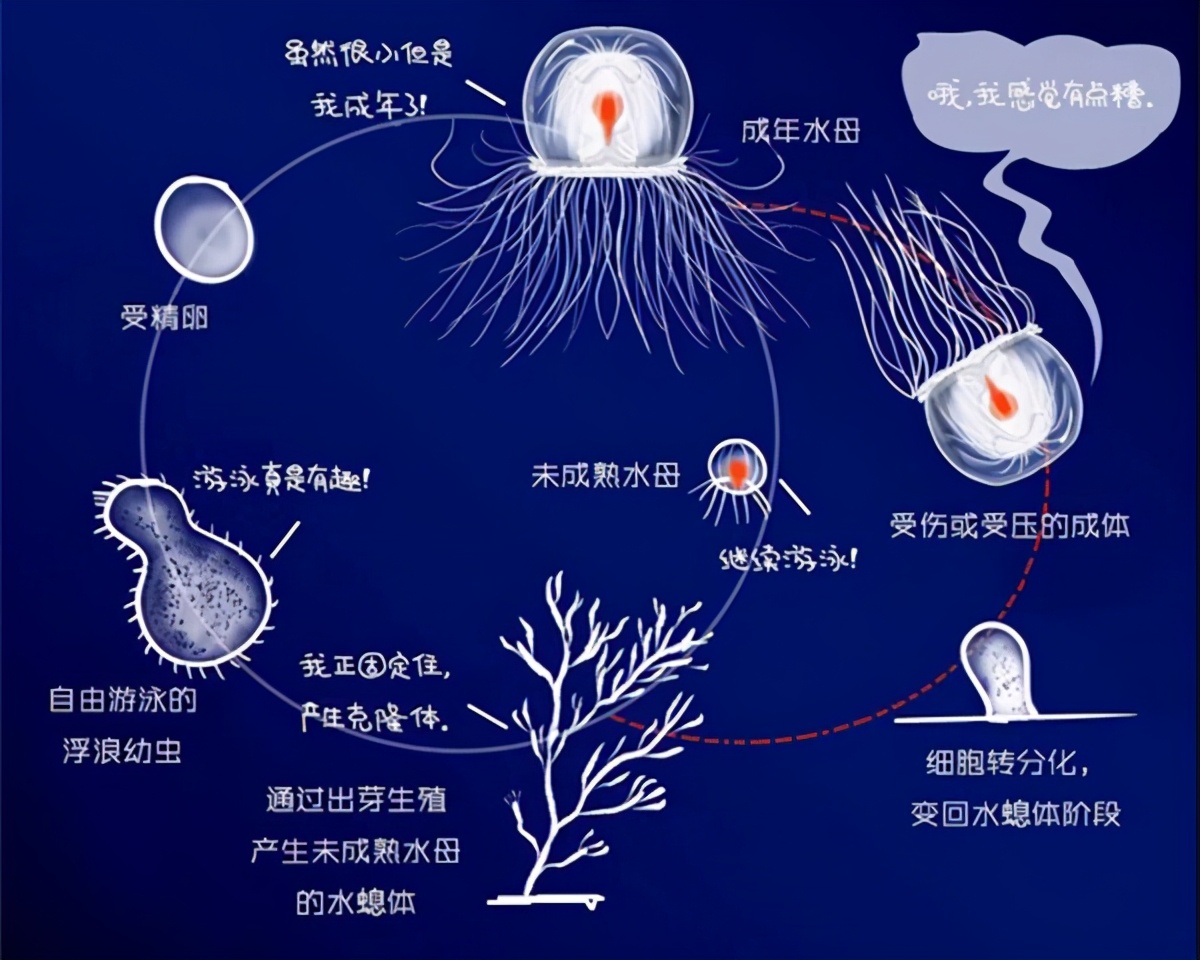 Scientists have discovered "immortal" jellyfish, and scholars have ...