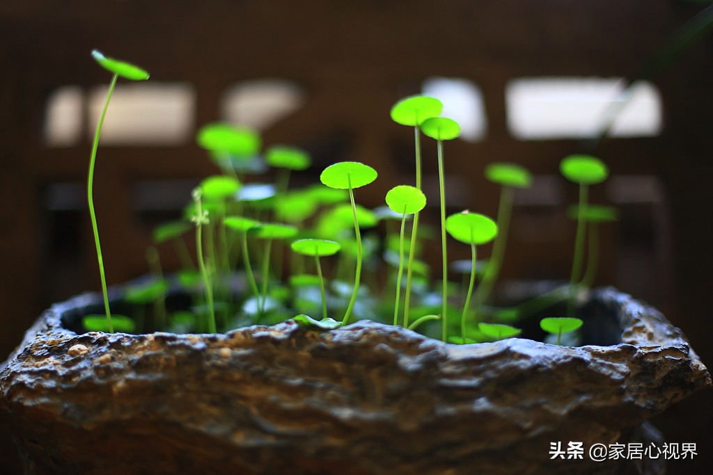5 kinds of "fortune" plants, one pot at home, full of wealth and ...